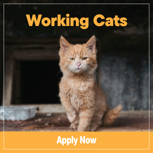 North Bay Humane Society » Fix your Pet!